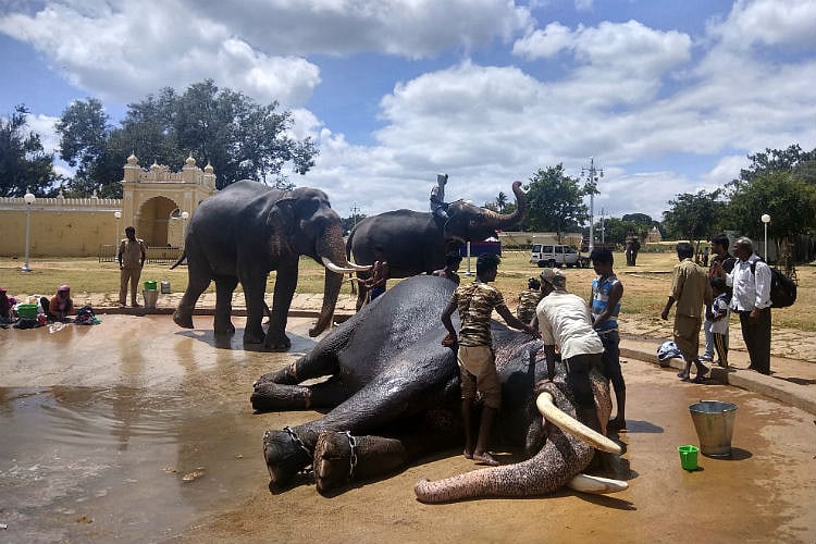 The elephants of Mysuru Dasara: Dhananjaya the debutante and Bhaskara ...