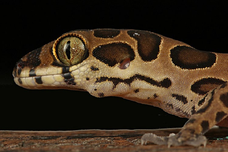 New lizard species discovered in Mumbai, named after Bengaluru-based ...