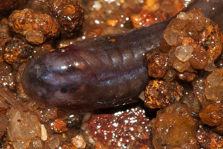 Secretive tadpole discovered in Western Ghats: It burrows through sand ...
