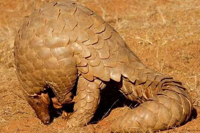 How the world's most hunted animal is being poached in the Western ...