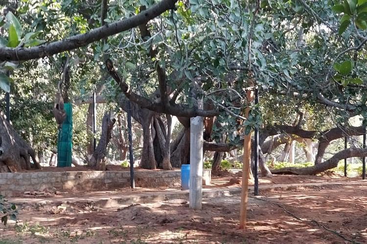 Forest officials revive legendary 700-year-old Pillalamarri banyan tree in Telangana