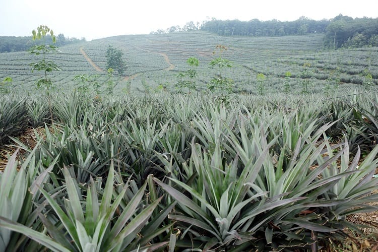 The Vazhakulam pineapple: The fruit that has brought prosperity to this ...