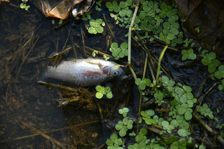 Telangana lake becomes graveyard of 70,000 fish, thanks to sewage ...