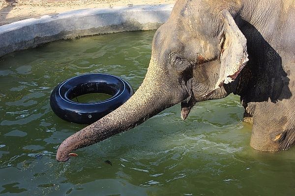 Two years after he was freed from captivity, Raju 'the crying elephant ...
