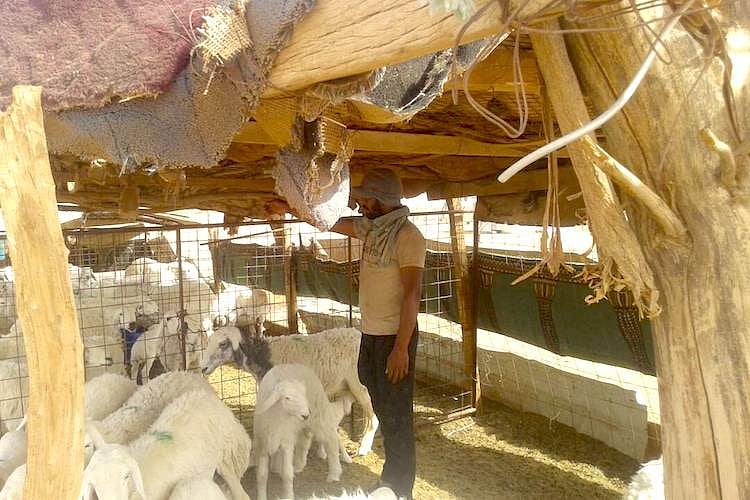 ‘We want to come home’: Promised well-paying jobs, two Mangaluru men in Saudi are herding sheep