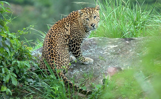 Leopard Panther Hybrid