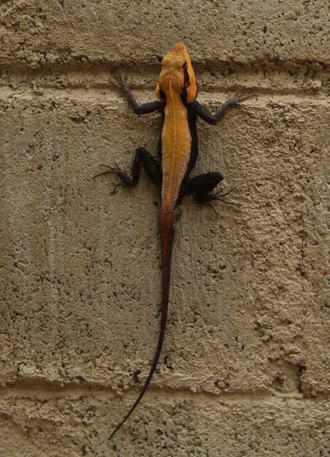 How rock lizards in Bengaluru are different from their rural counterparts