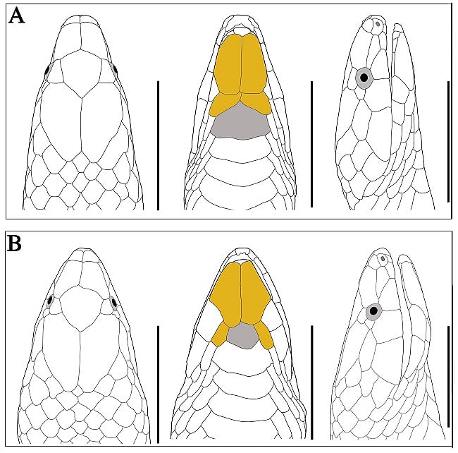 Mottled in grey-brown: A new species of wood snake found in Kerala