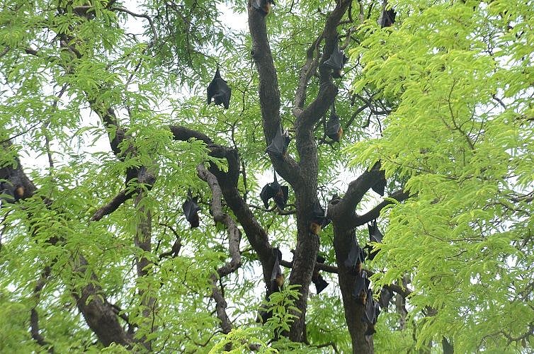Where bats are sacred and bat meat is eaten, health communication on ...