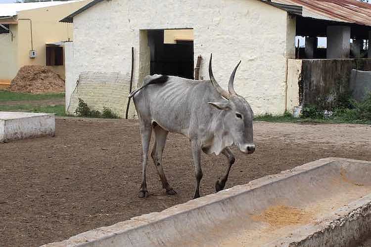 Why Karnataka’s native Amrit Mahal cattle are in urgent need of better ...