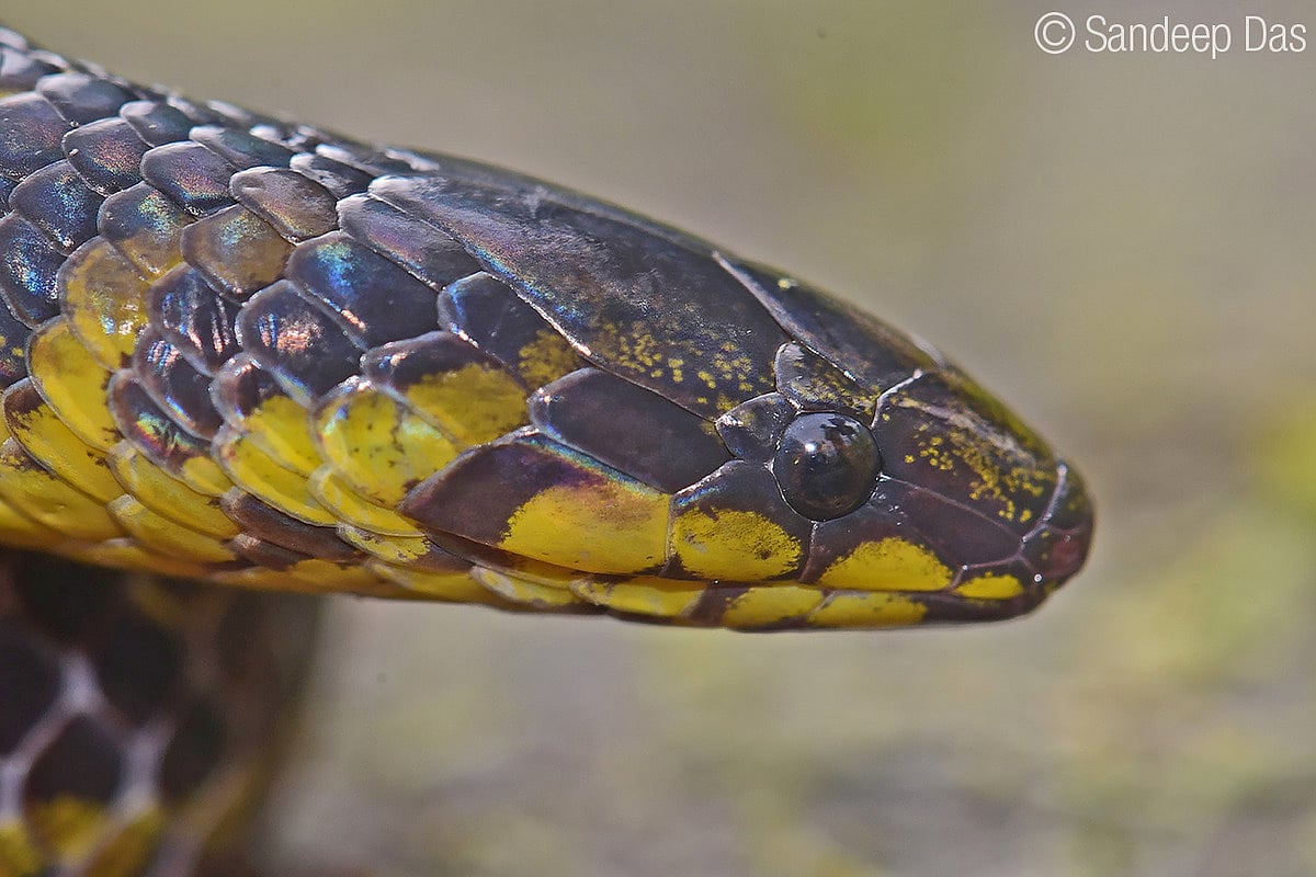 Mottled in grey-brown: A new species of wood snake found in Kerala