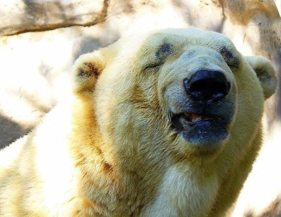 Arturo, the "sad" polar bear is sweating under the Argentinian sun ...