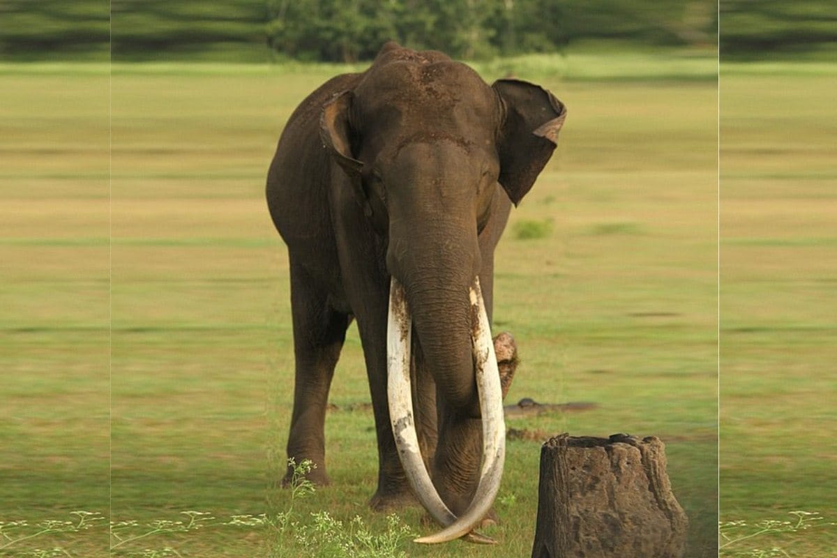 70-yr-old elephant with longest tusks in Asia passes away in Karnataka