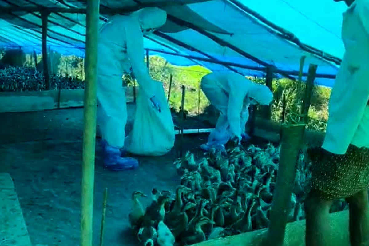 Avian Influenza Karnataka Issues High Alert To Districts Bordering Kerala avian-influenza-karnataka-issues-high-alert-to-districts-bordering-kerala