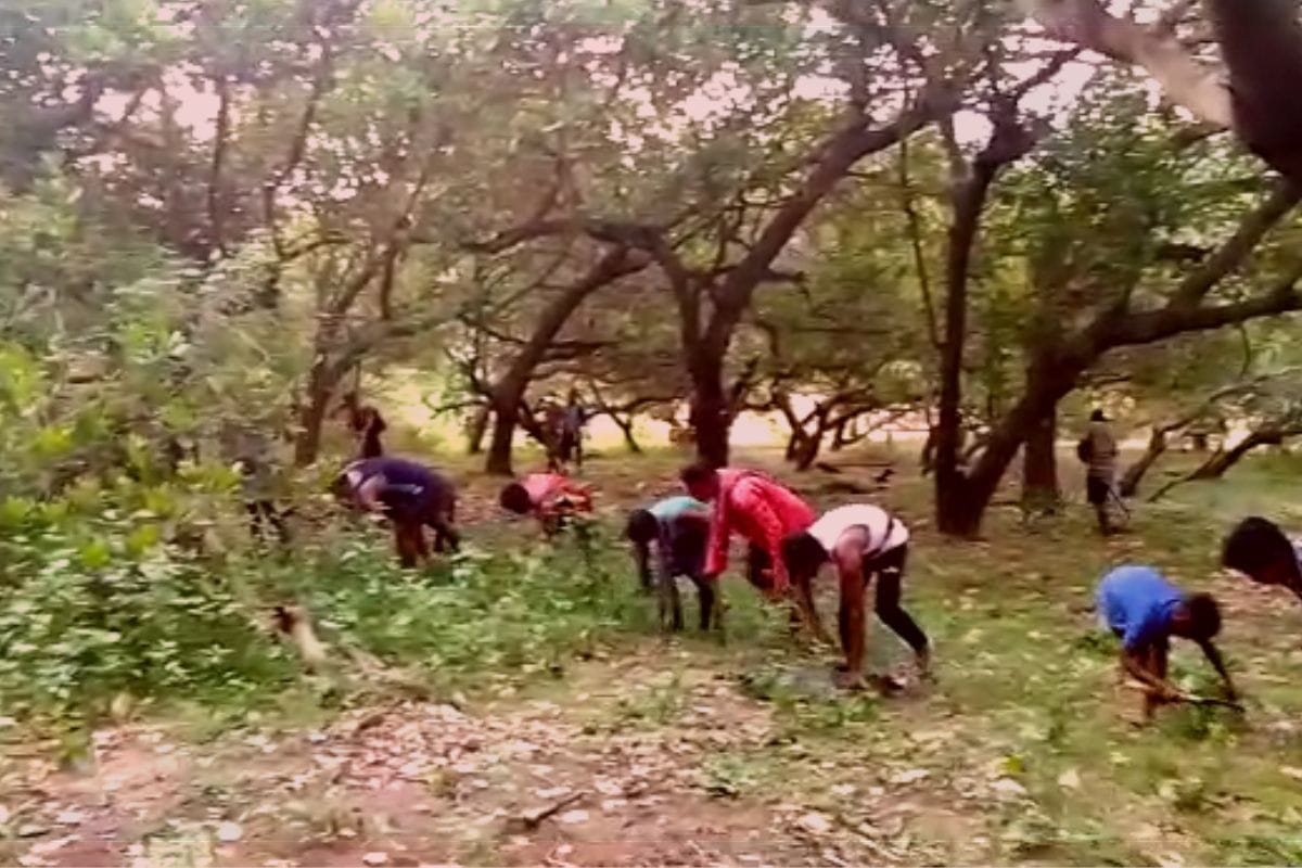 Tribal cashew farmers in AP grapple with unfair prices, exploitation by ...