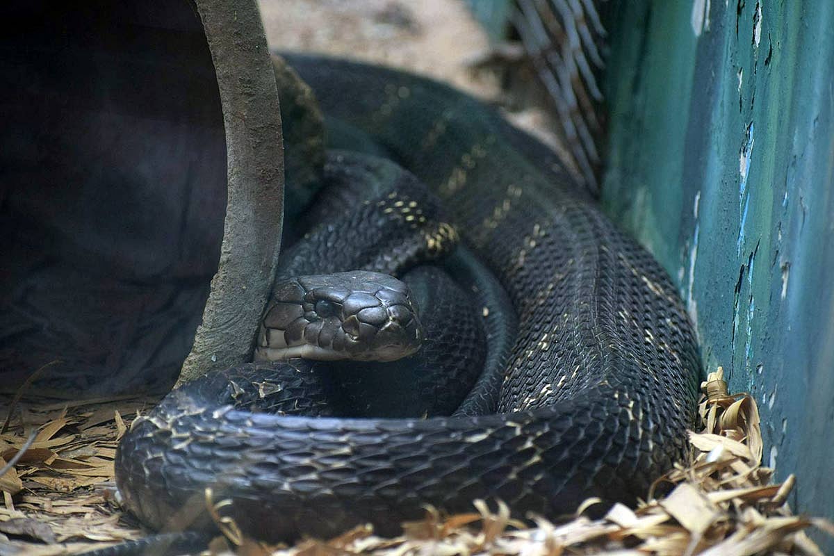 Bengaluru zoo displays rare snake species to mark World Snakes Day