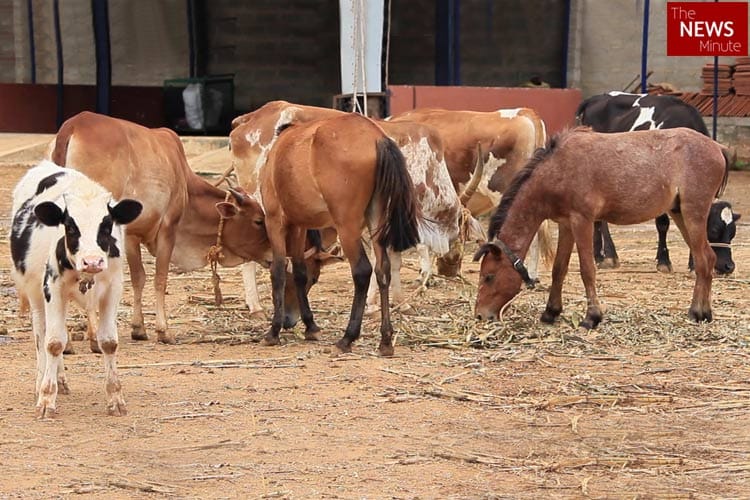 Rescued after being left to die, these animals are getting a second ...