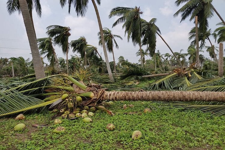 Gaja effect: Thousands of coconut and plantain trees damaged, lesser ...