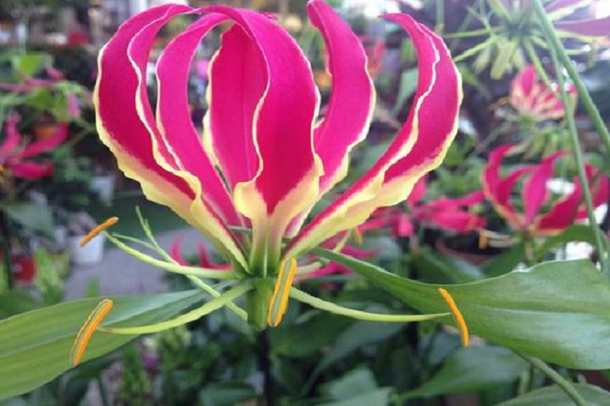 TN s State Flower Karthigaipoo Also Known As Flame Lily Now tn-s-state-flower-karthigaipoo-also-known-as-flame-lily-now