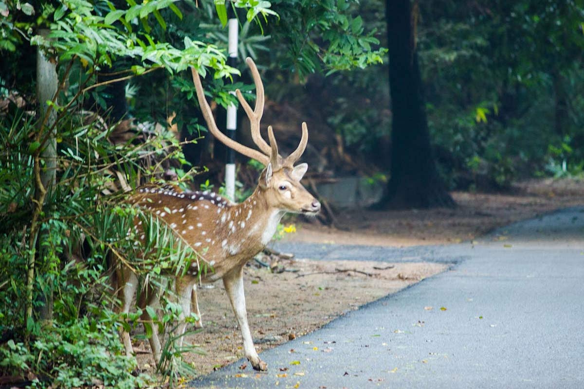 35 deer died in IIT Madras campus in last six months up till Dec 2021 ...