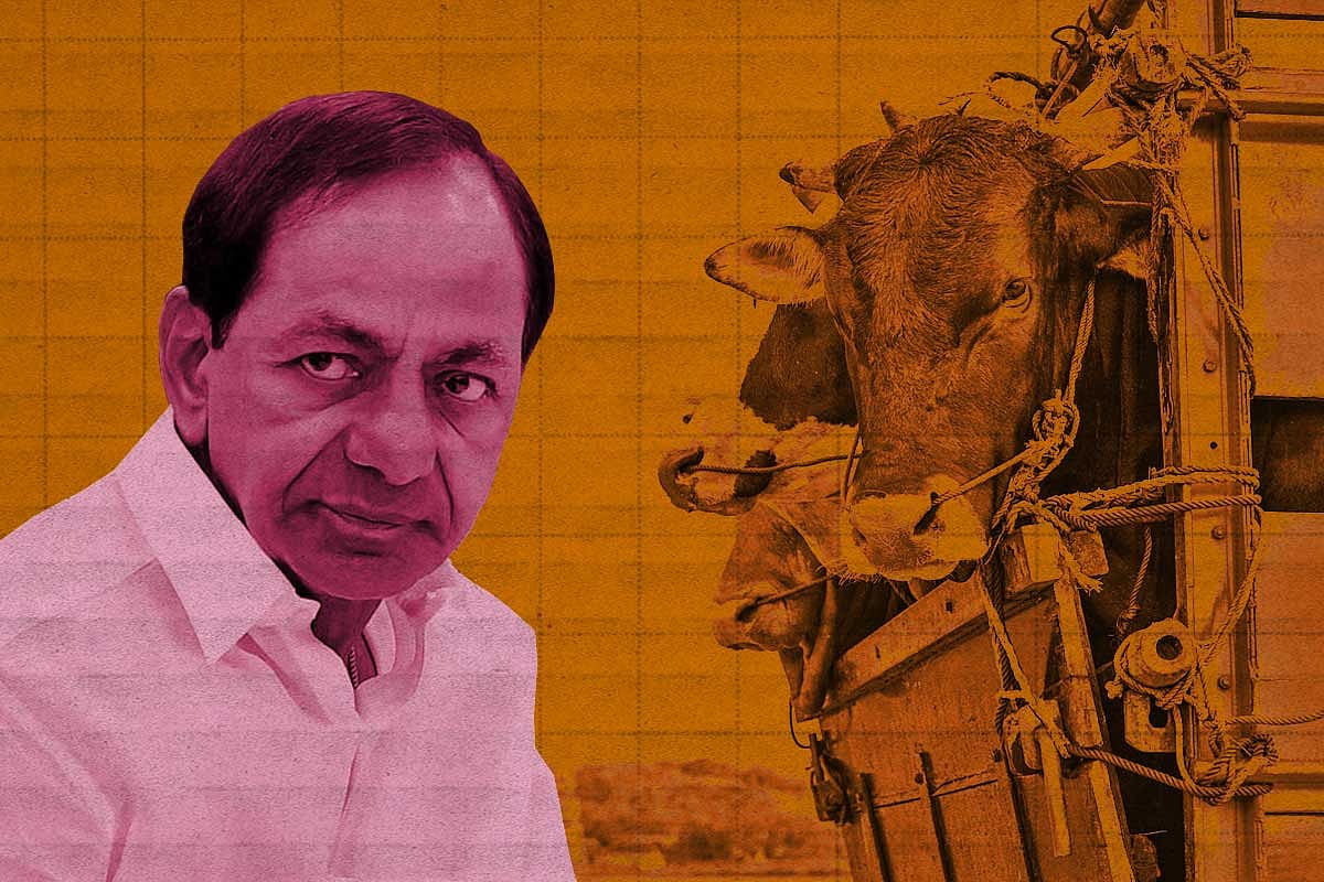 Cow protection vigilantes thrive under BRS rule in Telangana