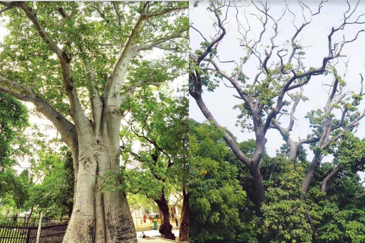 African Baobab to Adyar Aalamaram: Fantastic trees of Chennai and where ...
