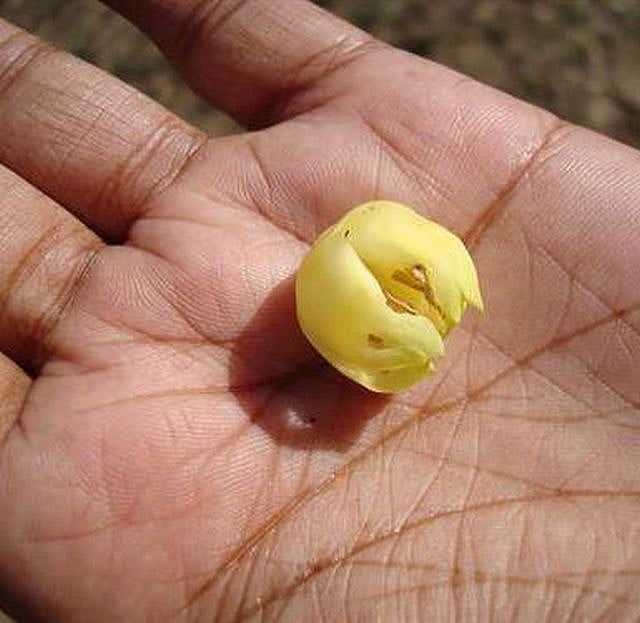 Machine to make life easier for adivasi women who pick Mahua flowers