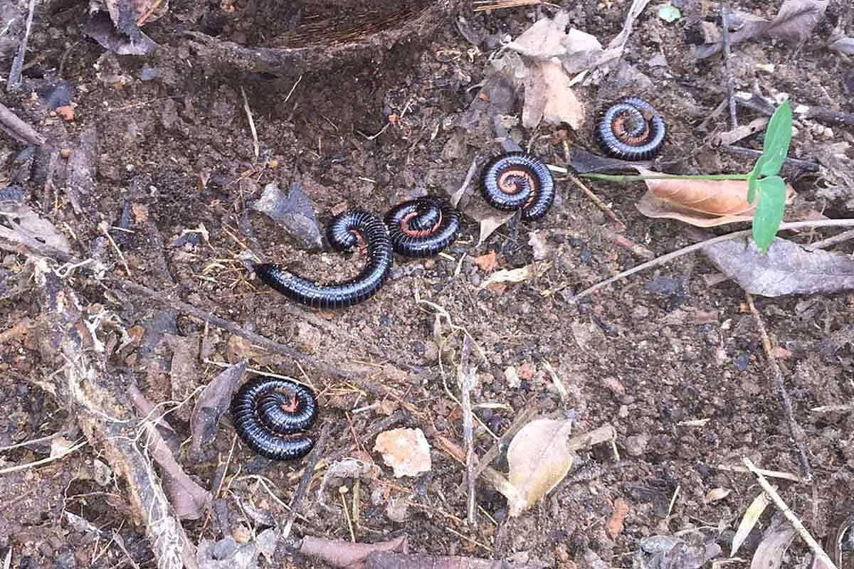 Kerala village faces millipede infestation, distressed families ask panchayat to take action