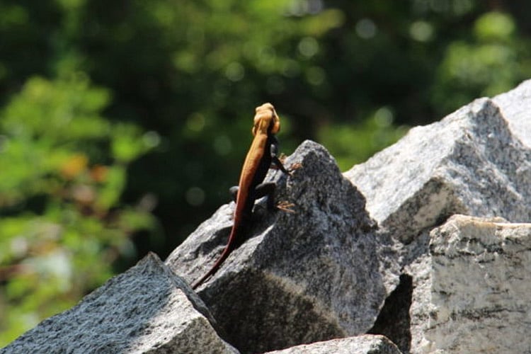 How rock lizards in Bengaluru are different from their rural counterparts