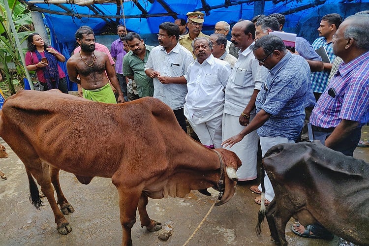Kerala govt steps in after cows at goshala near Sree Padmanabhaswamy ...