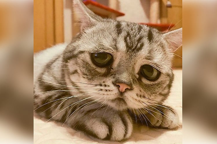 Couple bring Persian cat from Saudi, purr-plexed Kochi customs send it back