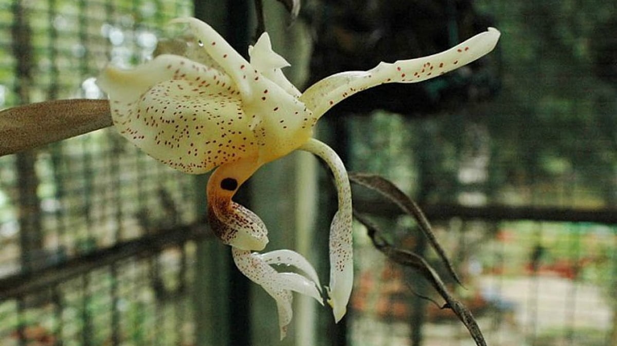 Jurassic age botanical heritage on display at Yercaud flower show