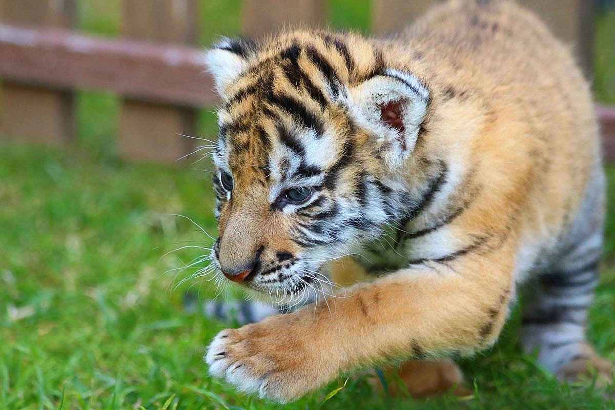 60-day-old frail tiger cub rescued from Kerala-TN border