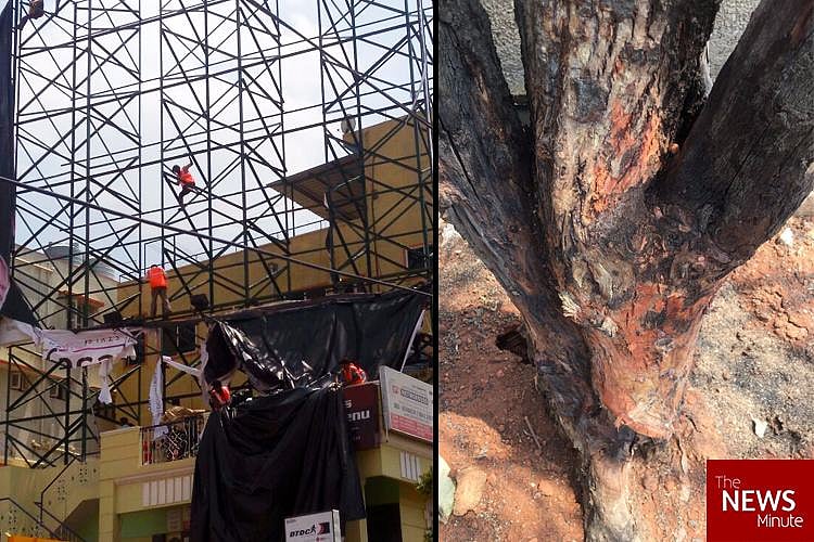 Congratulations Bengaluru! Illegal hoarding for which trees were ...