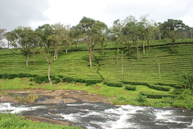 Photo feature: In the tea country of charming Valparai