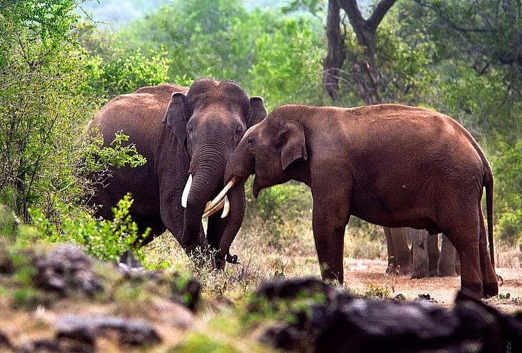 Kerala govt to bore water holes in forests, use ‘Kumki’ elephants to ...