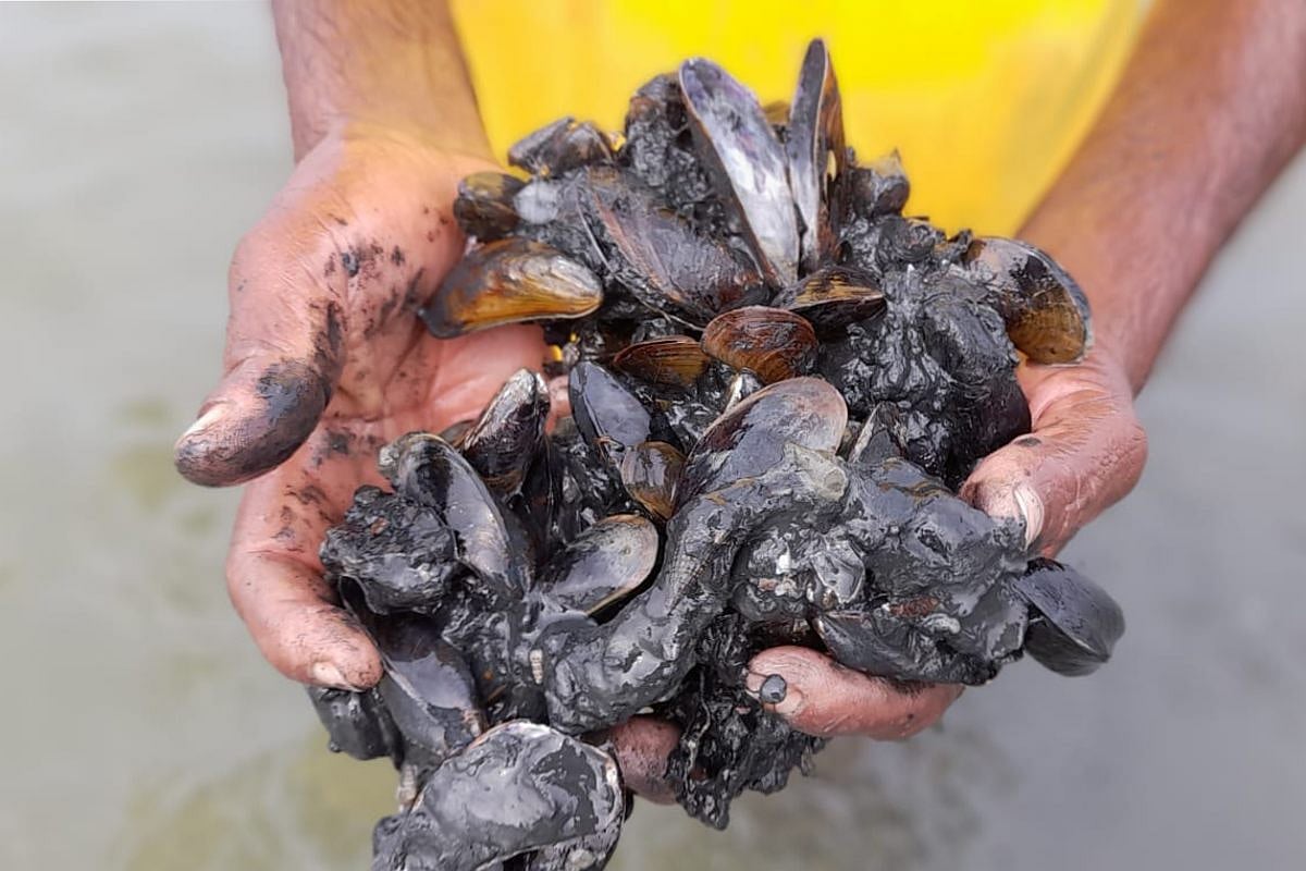 Alien mussel invasion in TN’s Ennore, Pulicat wetlands threaten fisher ...