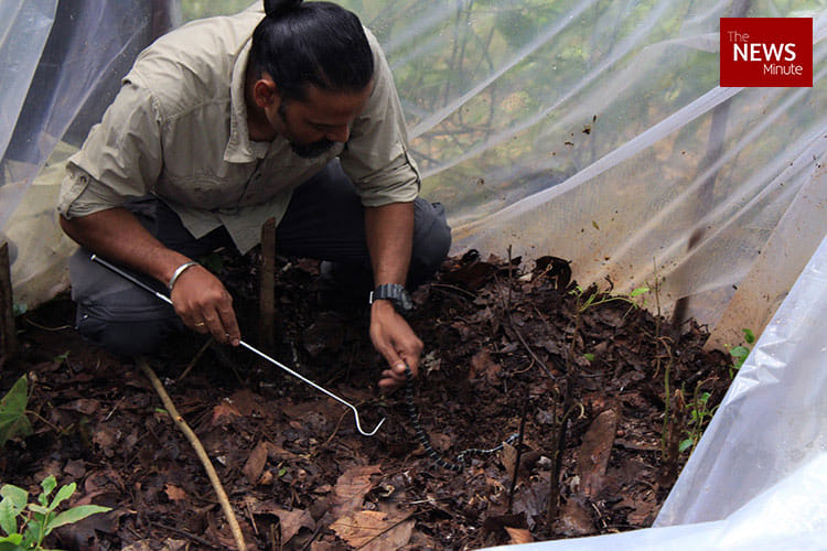 How three men guarded a nest of king cobra eggs for 100 days, and ...