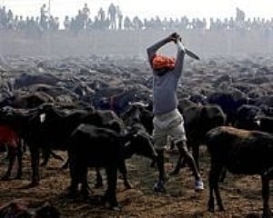 The 'world's largest animal sacrifice' in praise of Goddess Gadhimai in ...