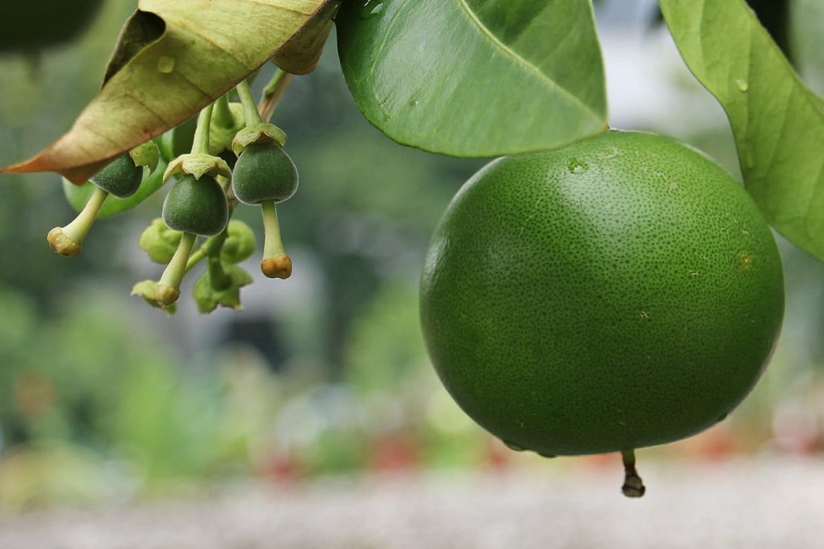 Bengaluru airport management to promote growing of local citrus fruit ...
