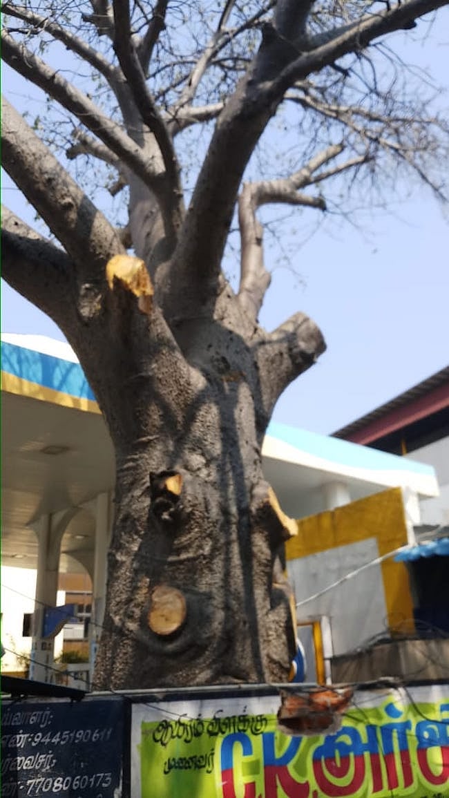 African Baobab to Adyar Aalamaram: Fantastic trees of Chennai and where ...