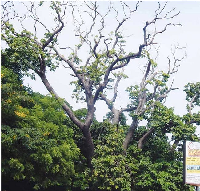 African Baobab to Adyar Aalamaram: Fantastic trees of Chennai and where ...