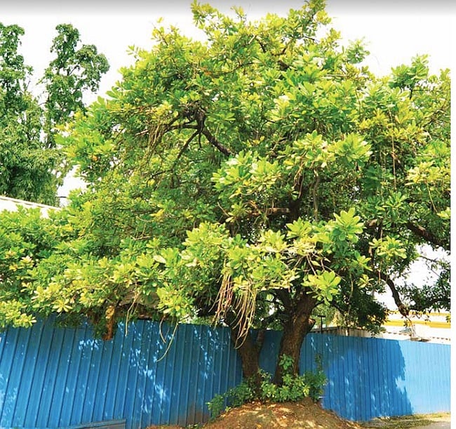 African Baobab to Adyar Aalamaram: Fantastic trees of Chennai and where ...