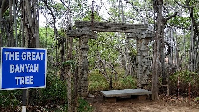African Baobab to Adyar Aalamaram: Fantastic trees of Chennai and where ...