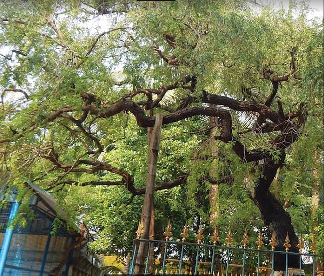 African Baobab to Adyar Aalamaram: Fantastic trees of Chennai and where ...