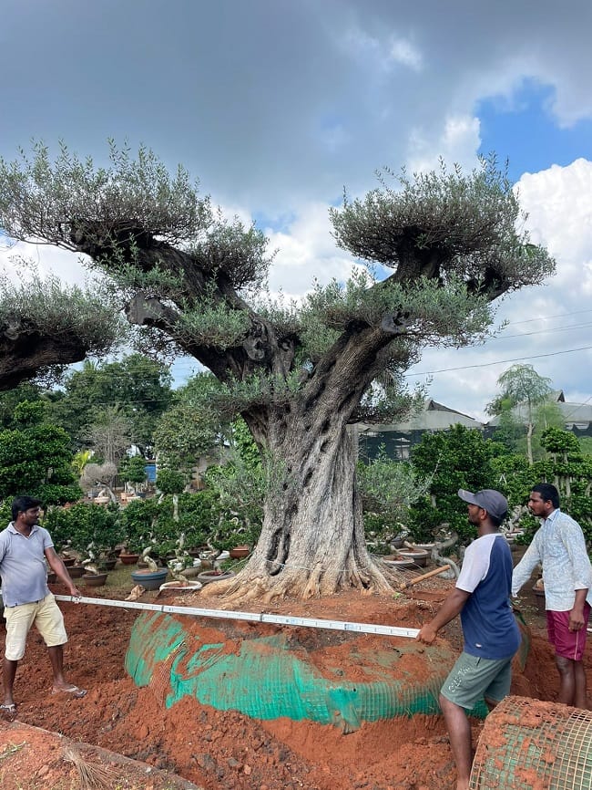 In pics: Two olive trees make 5-day journey from Andhra to Ambani house ...