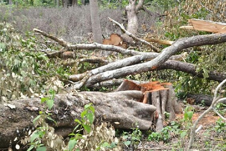 Forest official suspended in Kodagu for allowing 800 trees to be axed