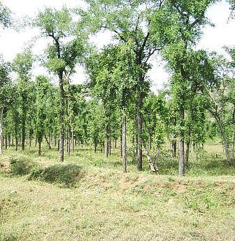 How Maharashtra forest dept is trying to regain control over community ...