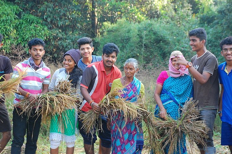 How a bunch of college students in Mangaluru cultivated rice for their ...