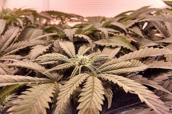 Marijuana addiction is real: Overcoming the fall from the mellow high